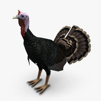 turkey 3d model