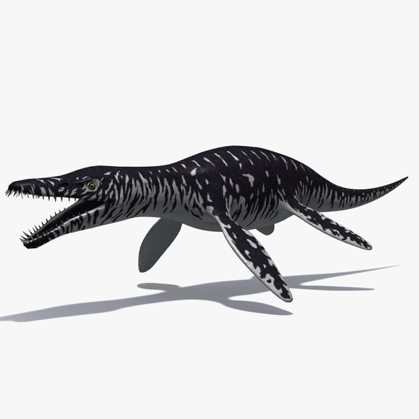 3d model human skull