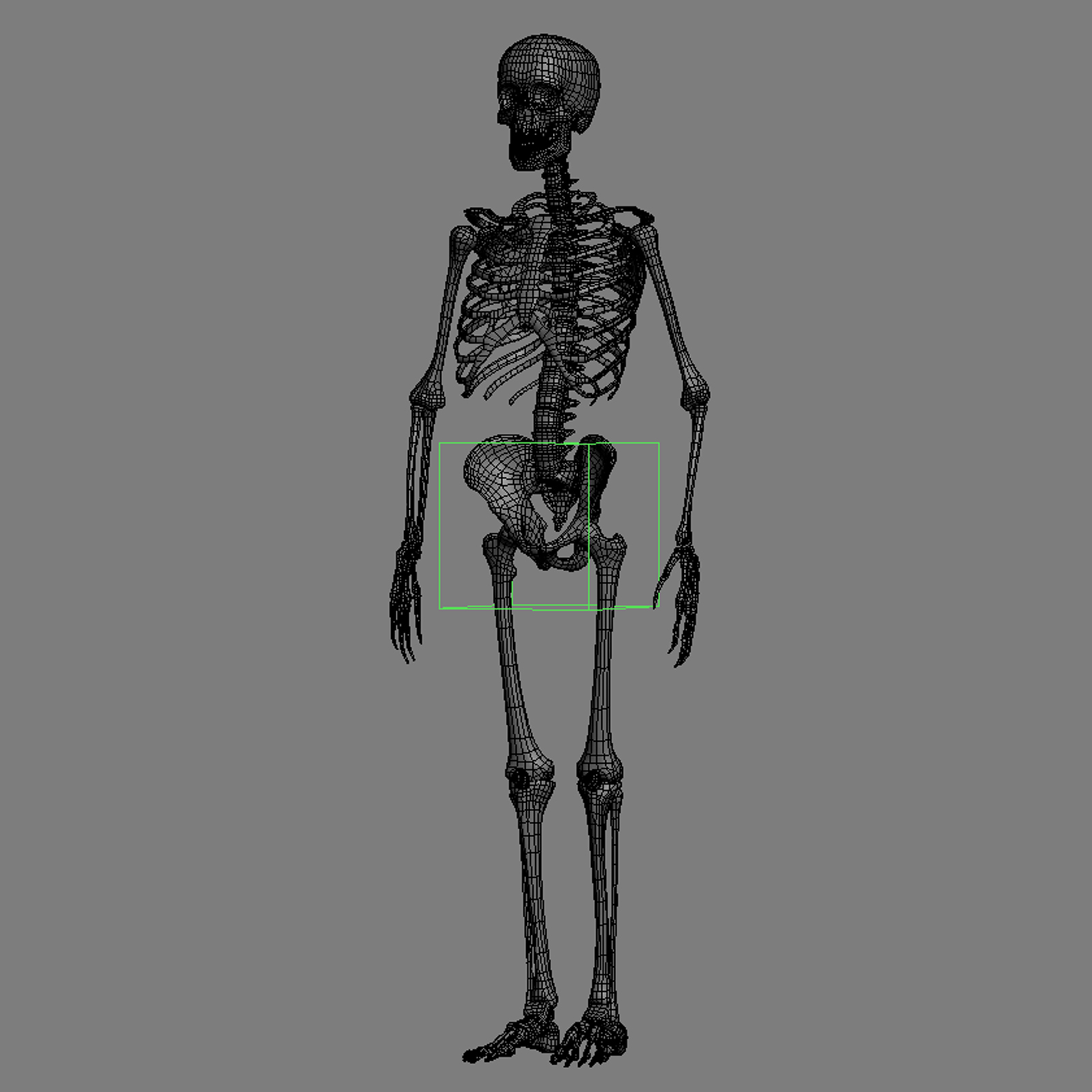 3d skeleton model