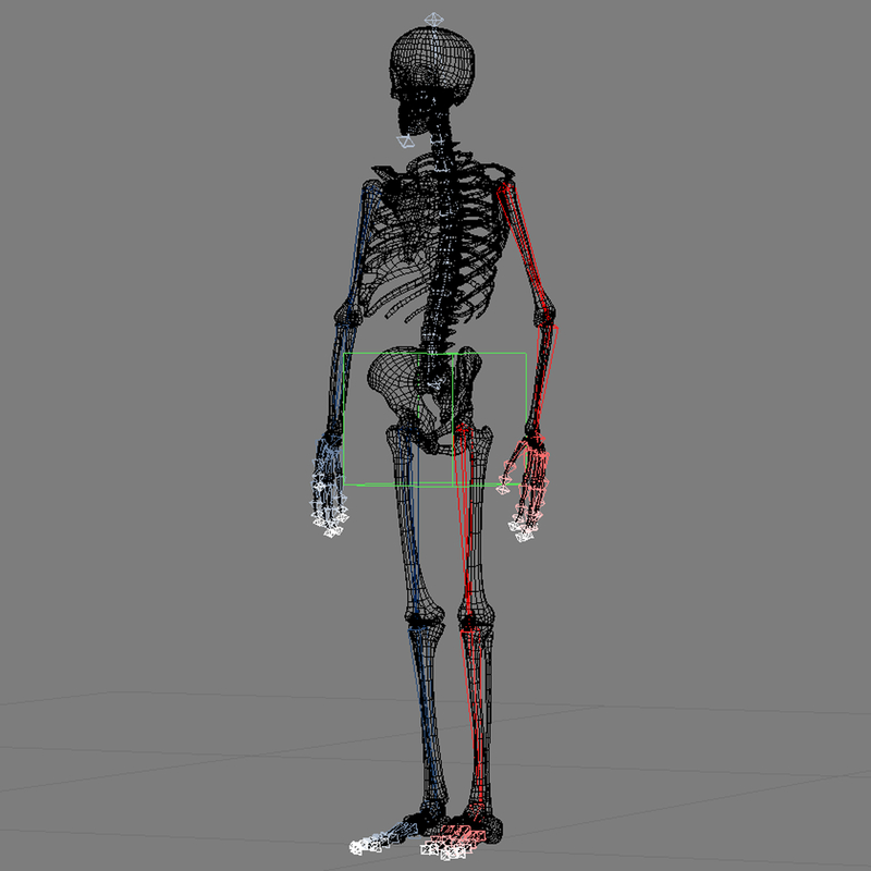 3d skeleton model