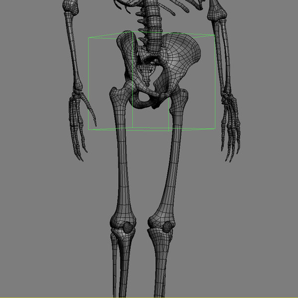 3d skeleton model
