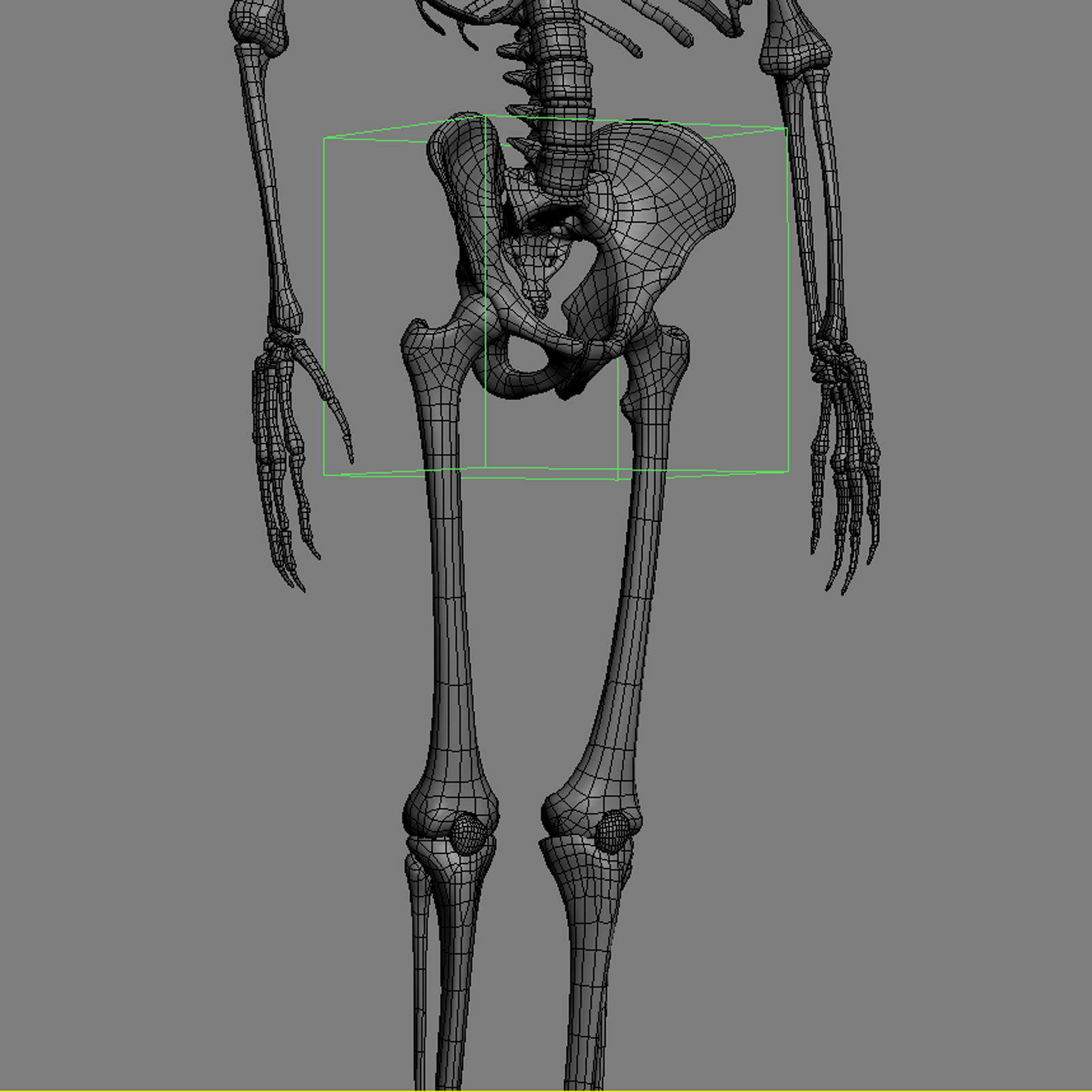 3d skeleton model