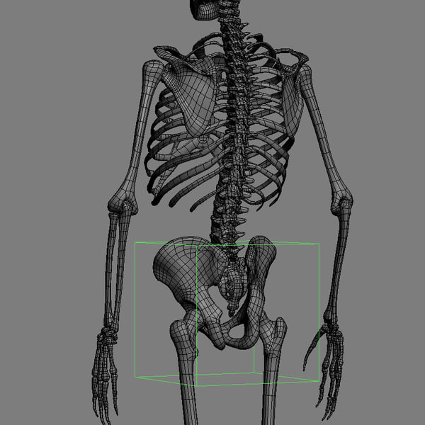 3d skeleton model