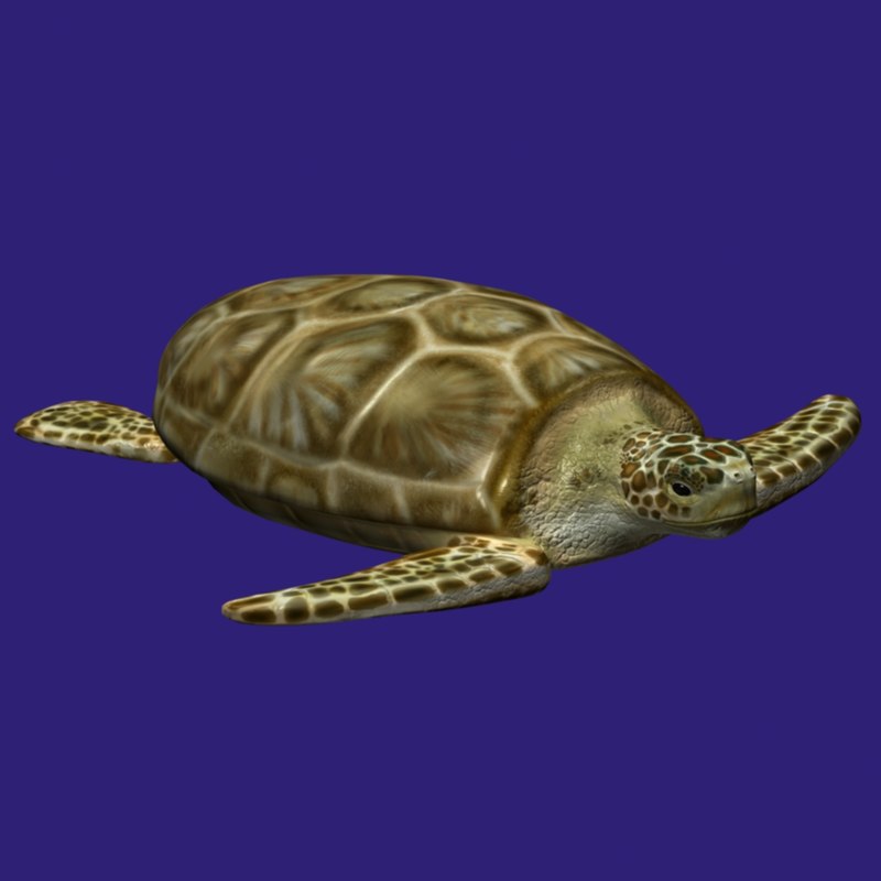 3d model turtle sea