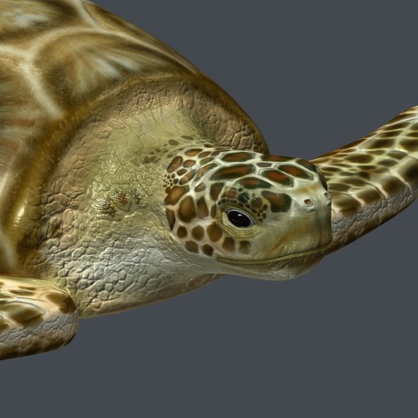 3d model turtle sea