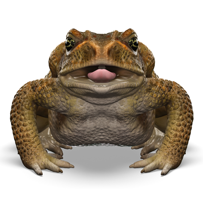 max frog cane toad