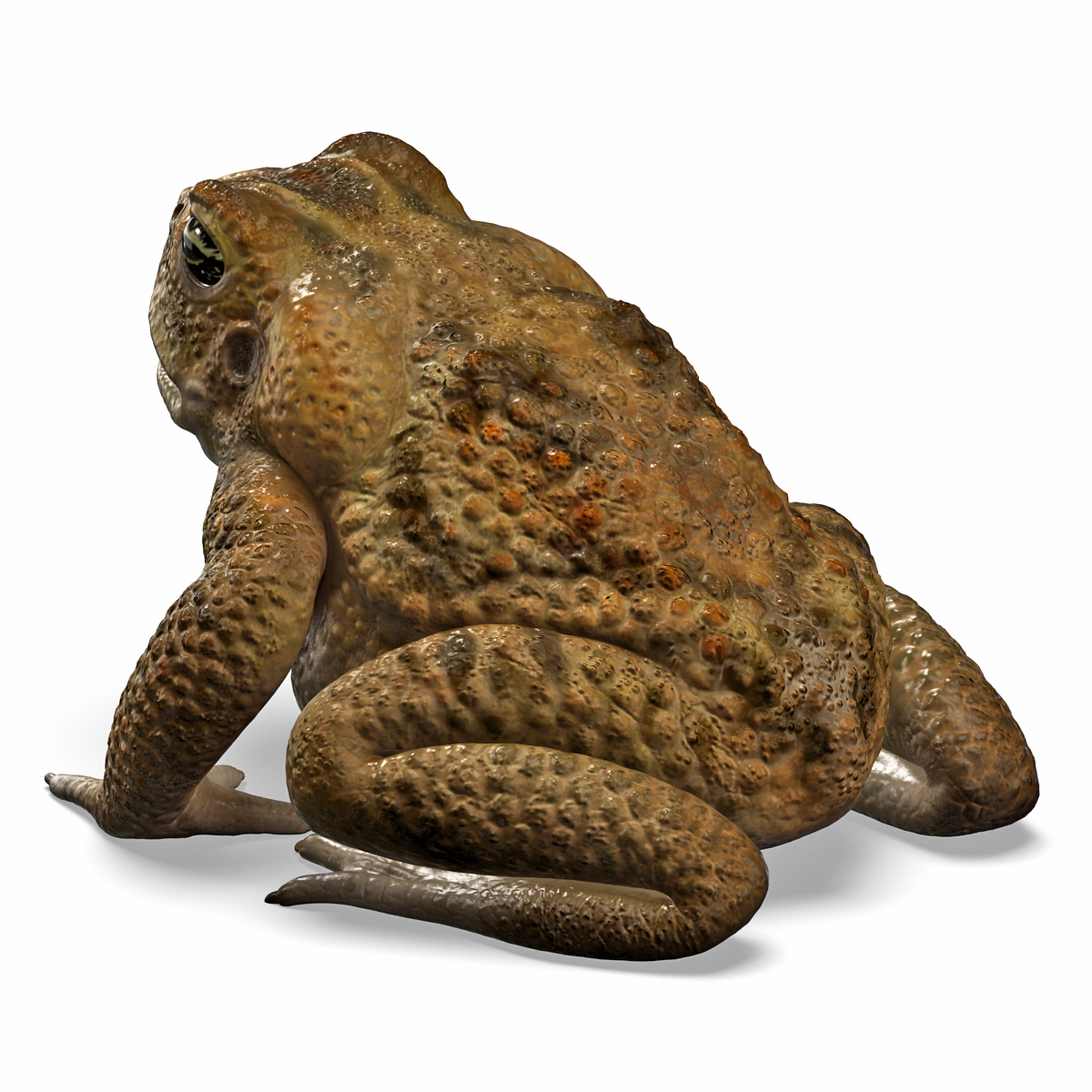 max frog cane toad