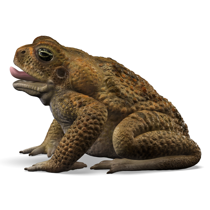 max frog cane toad