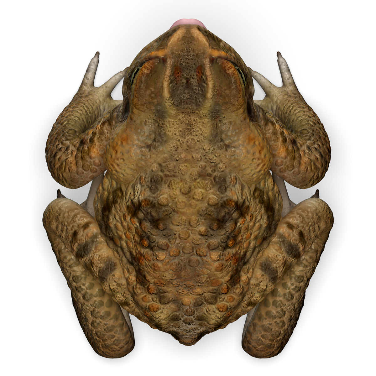 max frog cane toad