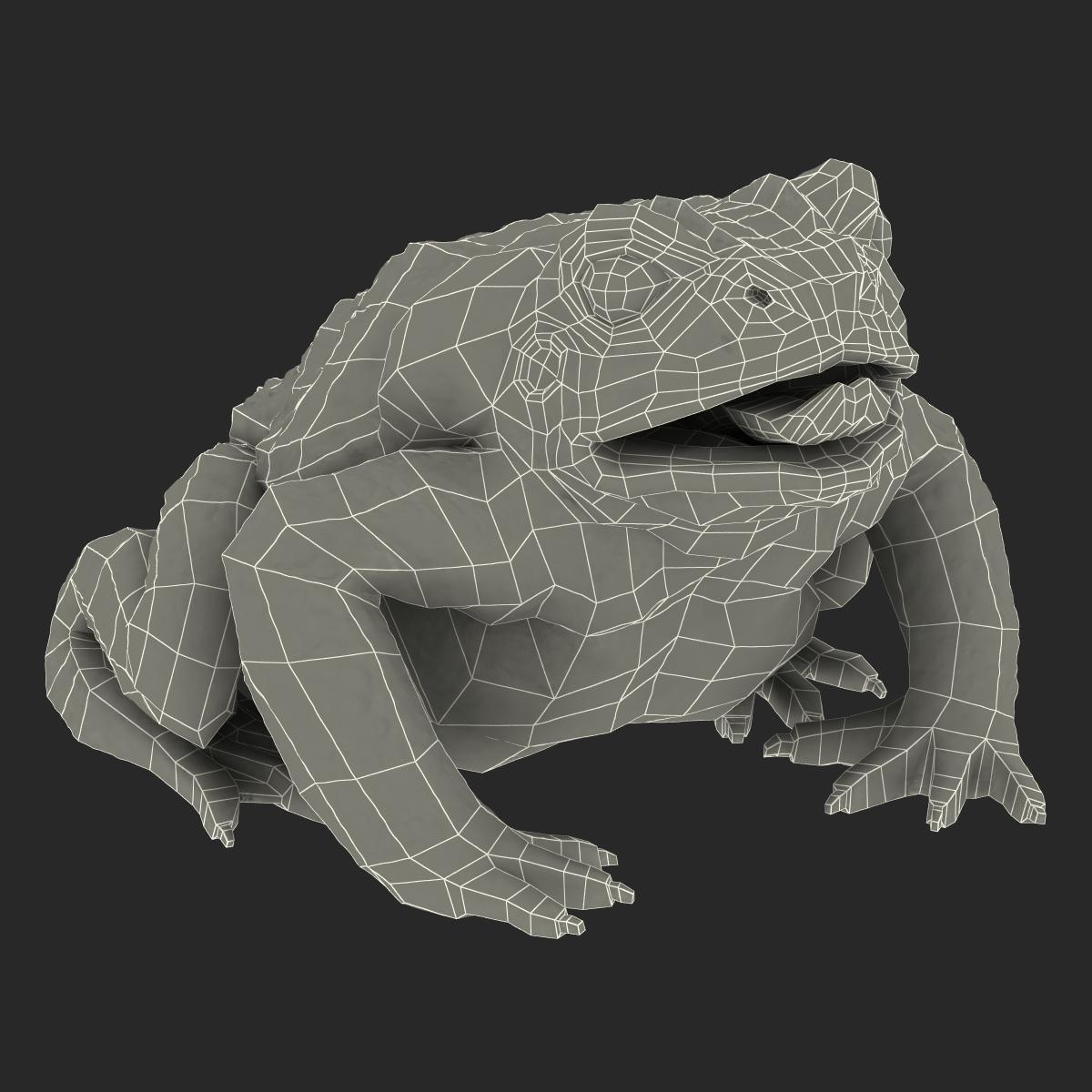 max frog cane toad