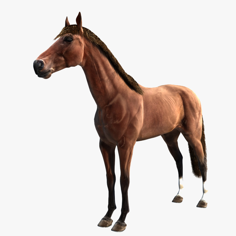 3d thoroughbred horse rig