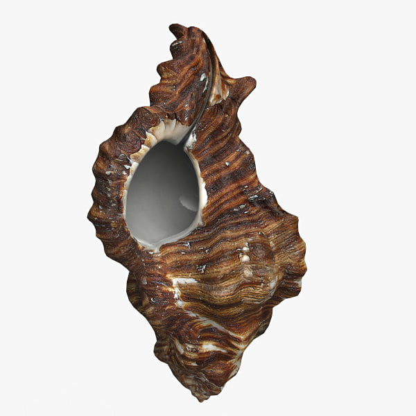 seashell sea shell 3d max
