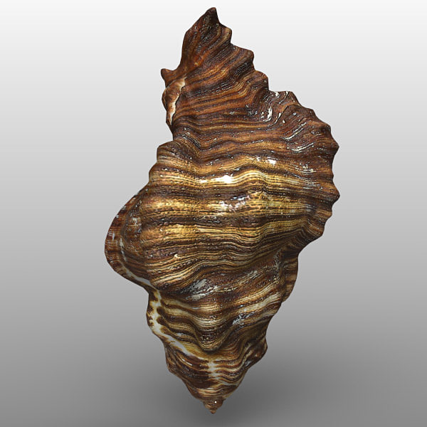 seashell sea shell 3d max