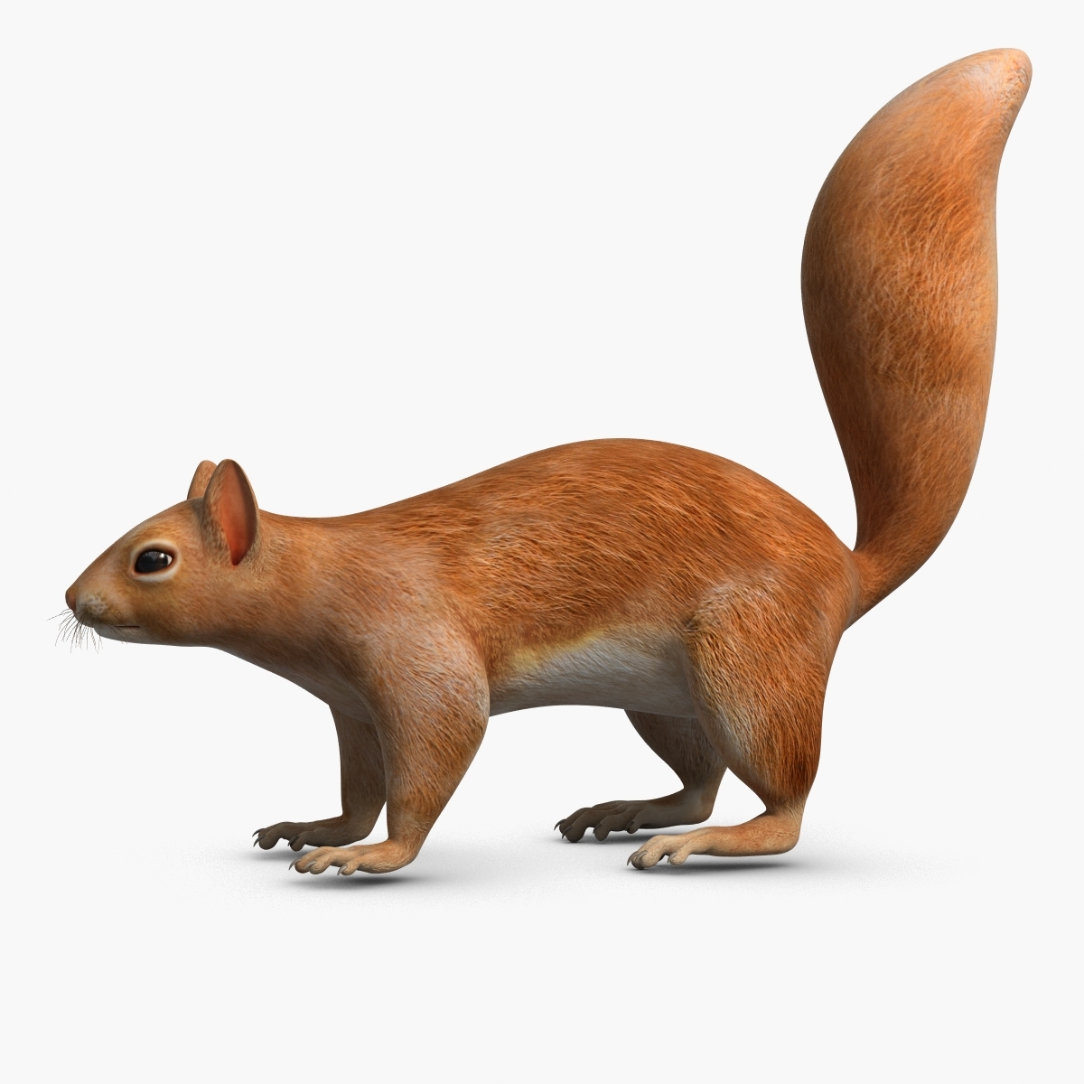 3d squirrel modeled