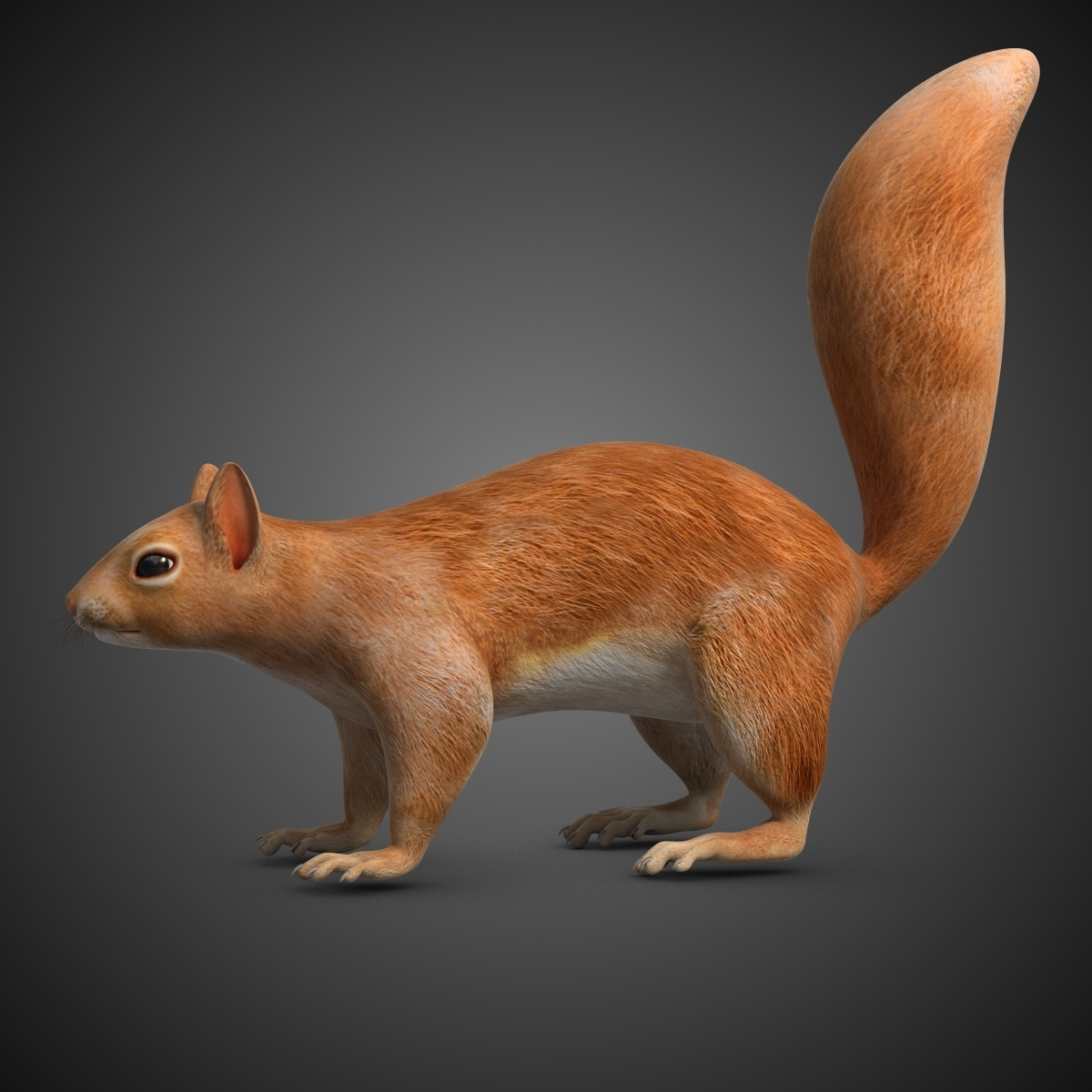 3d squirrel modeled