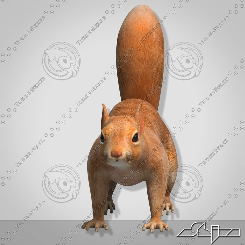 3d squirrel modeled