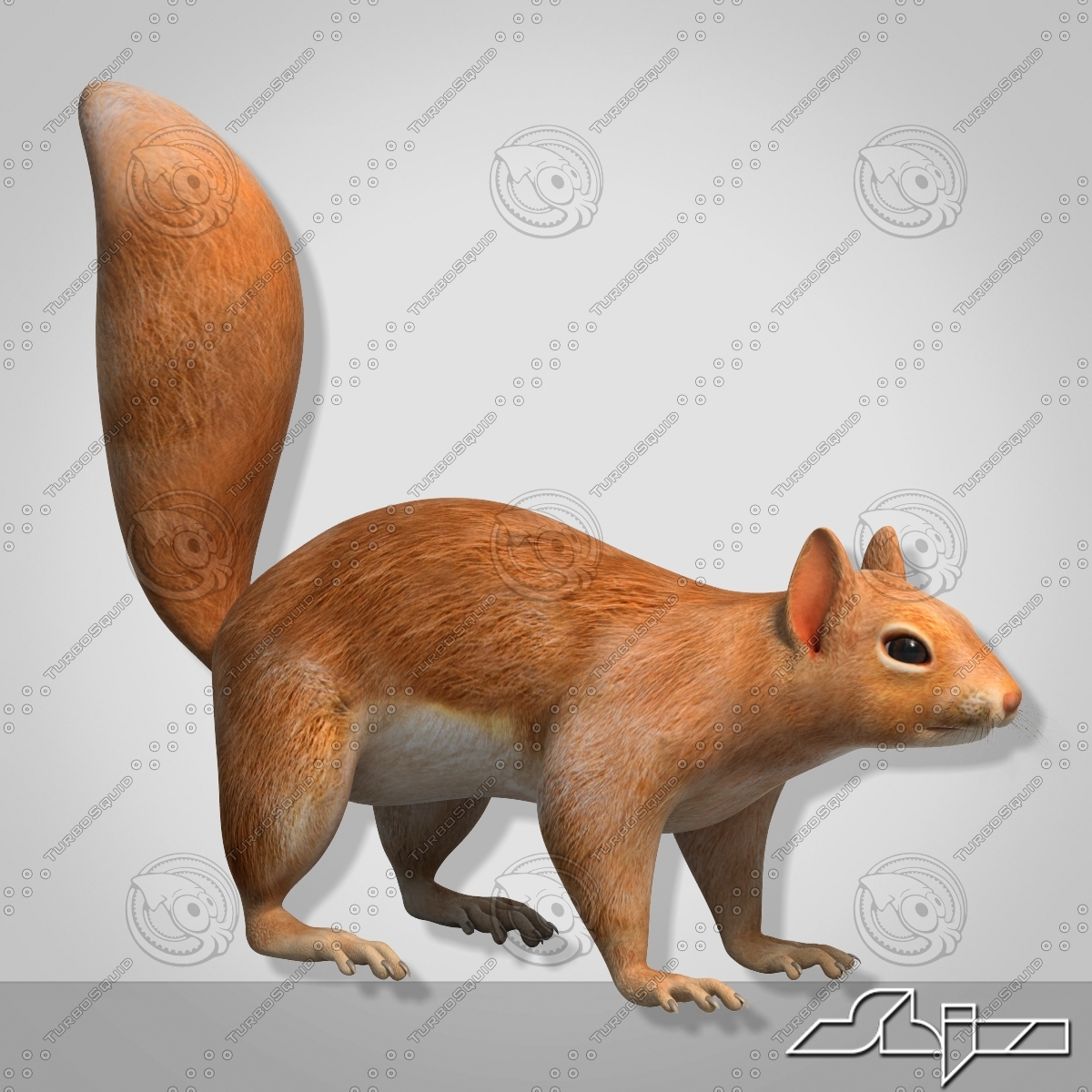 3d squirrel modeled