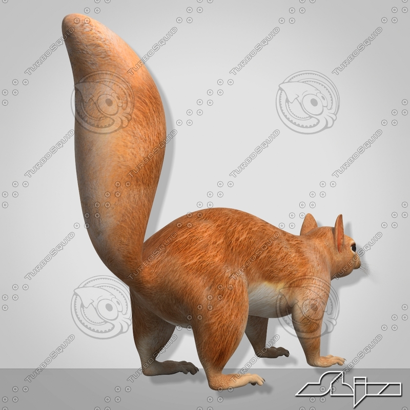 3d squirrel modeled