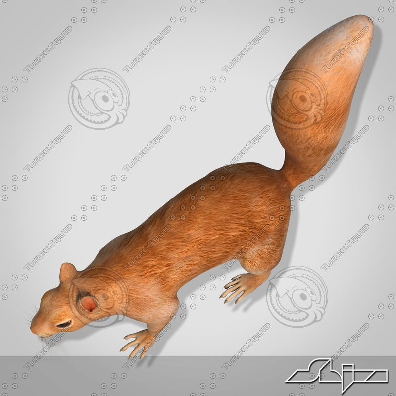 3d squirrel modeled