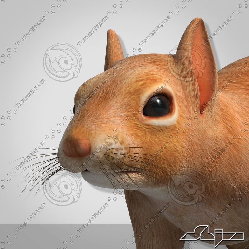 3d squirrel modeled