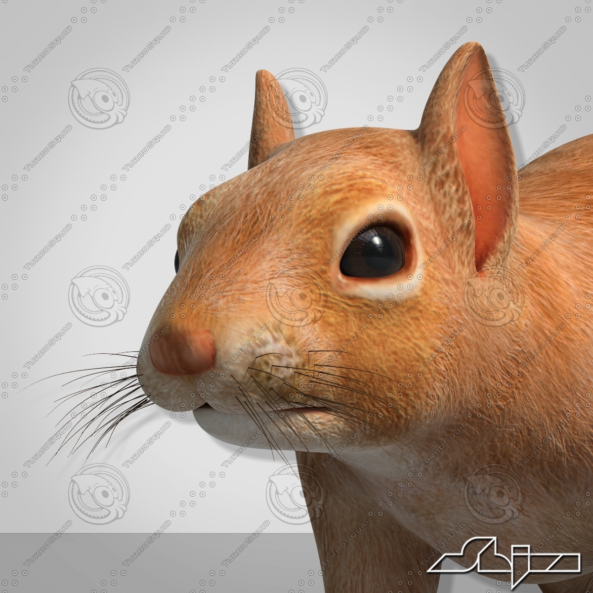 3d squirrel modeled