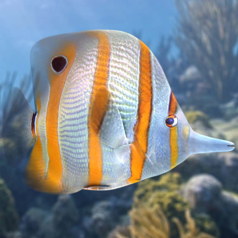3d buterfly tropical fish model