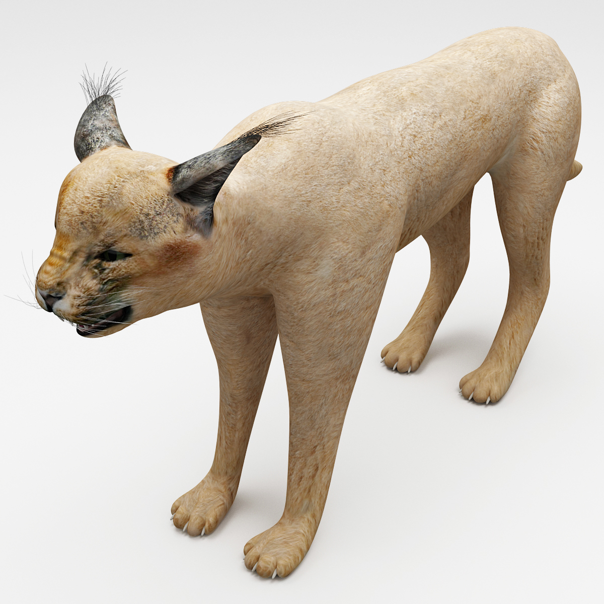 3d model caracal modeled
