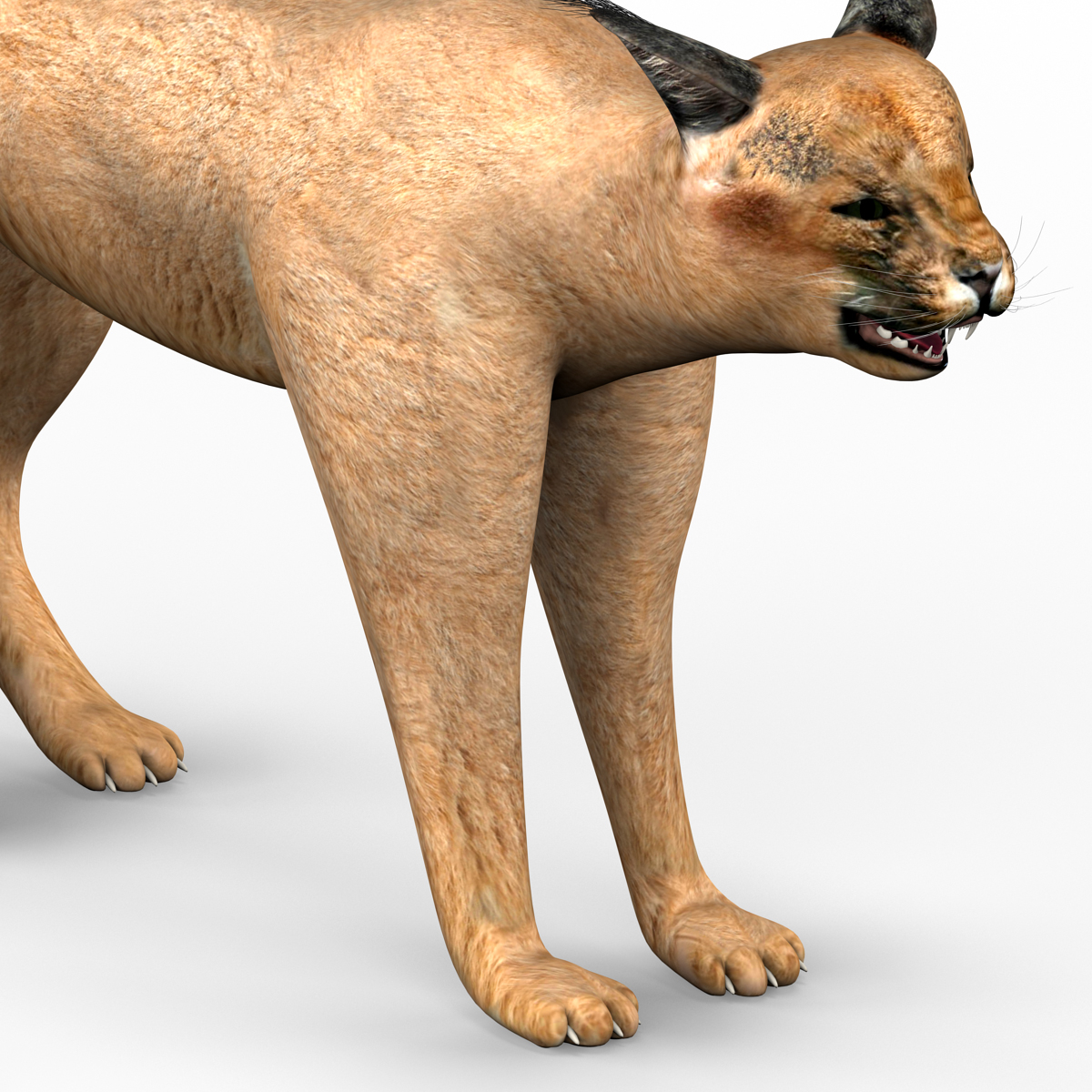 3d model caracal modeled