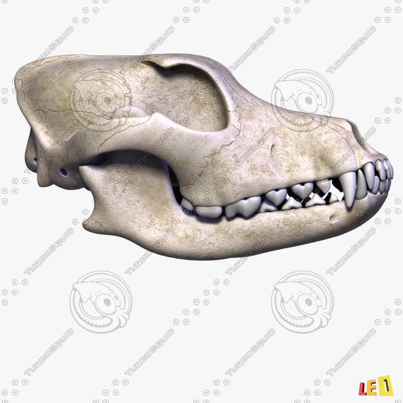 realistic dog skull 3d model