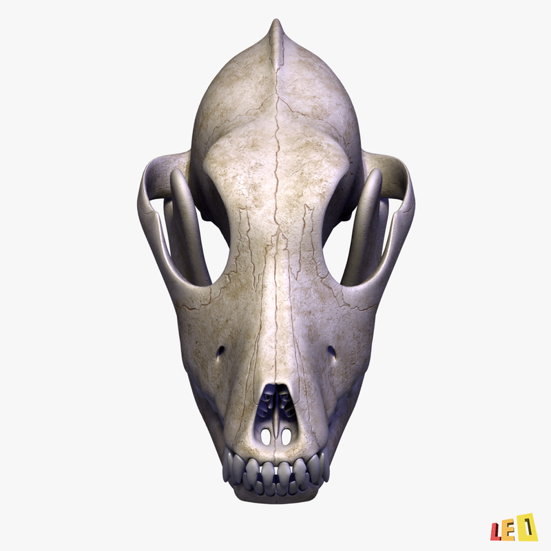 realistic dog skull 3d model
