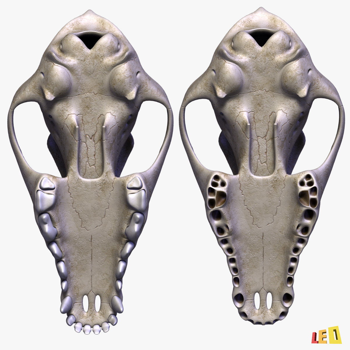 realistic dog skull 3d model