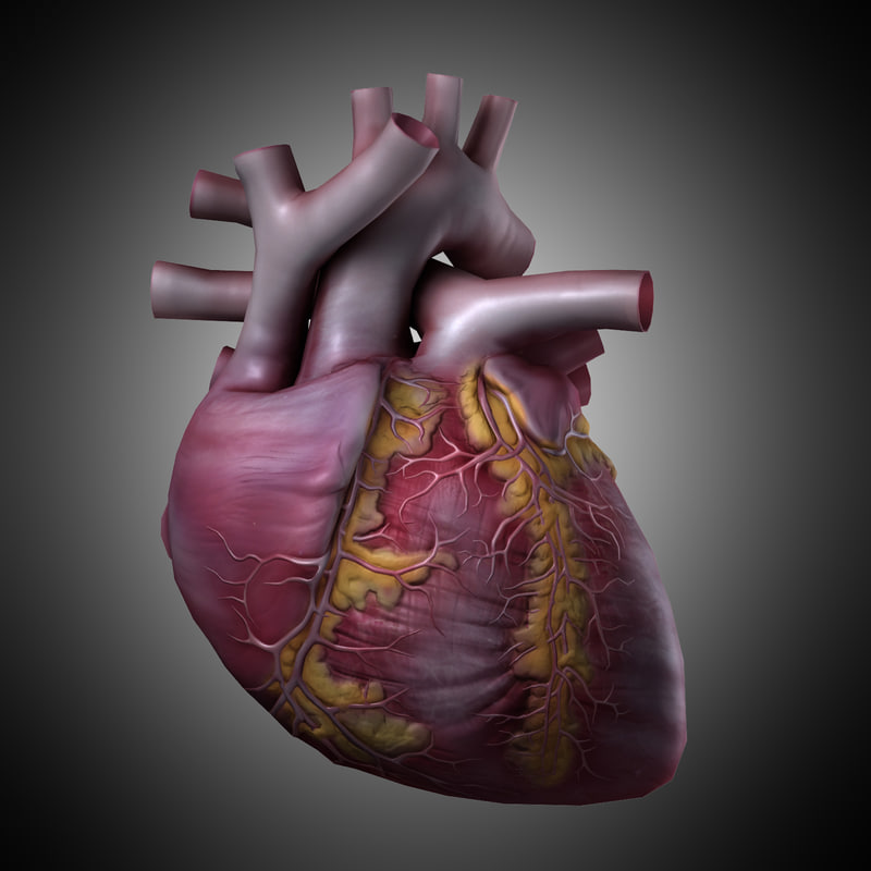 3d Human Heart 3d Human Heart