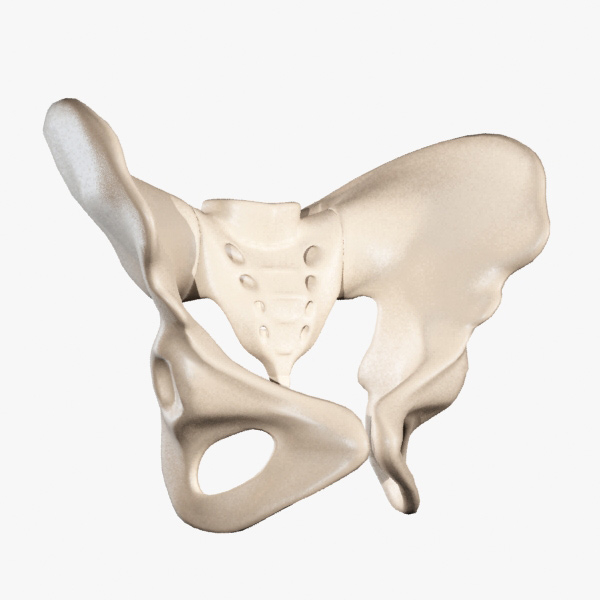 female pelvis max