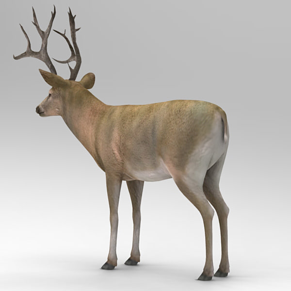 elk 3d model