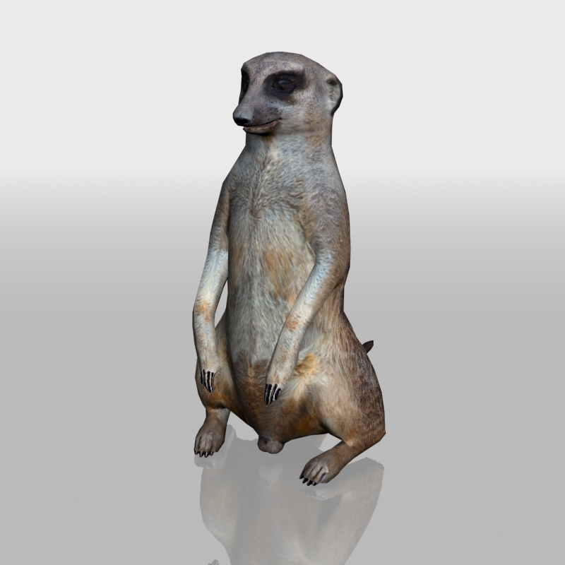 meerkat 3d model