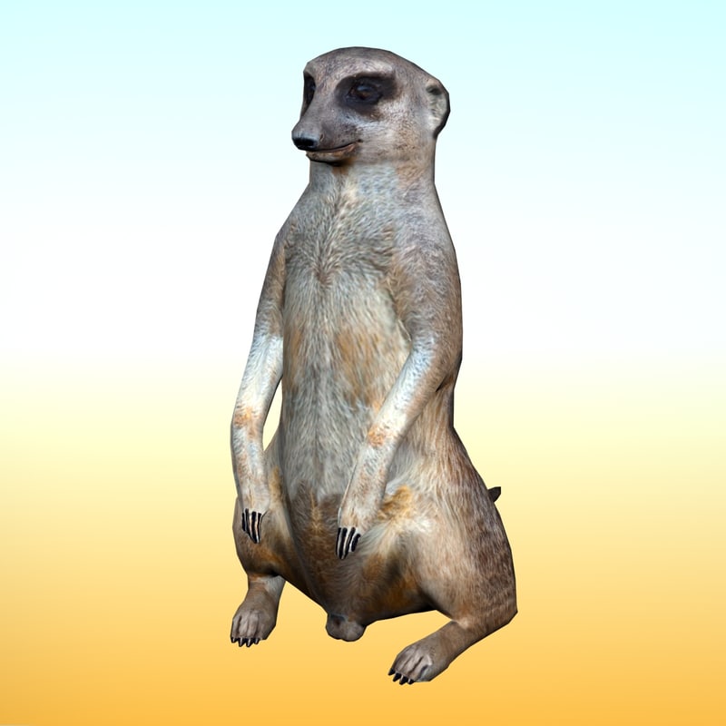 meerkat 3d model
