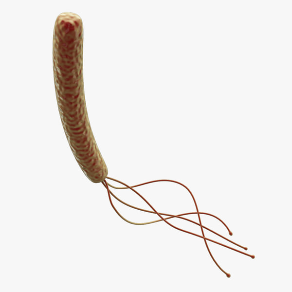 flagellas medical 3d model