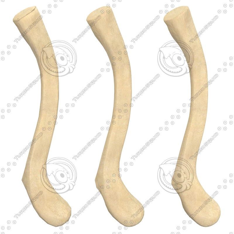 3d clavicle bone