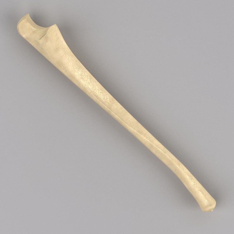 ulna bone 3d max