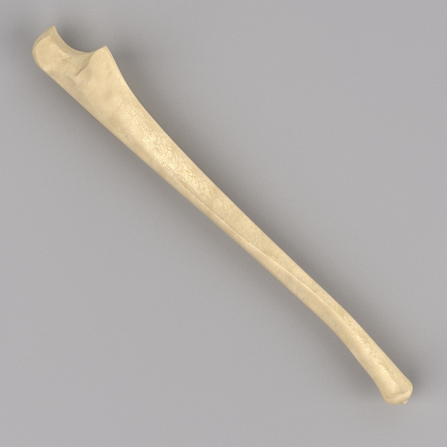 ulna bone 3d max