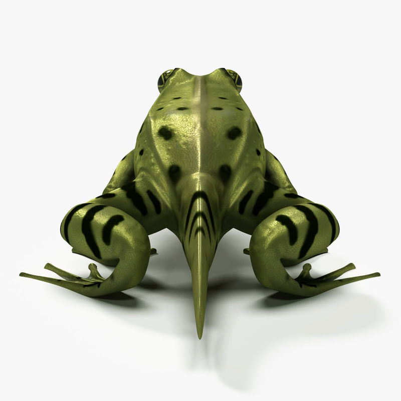 frog evolution max
