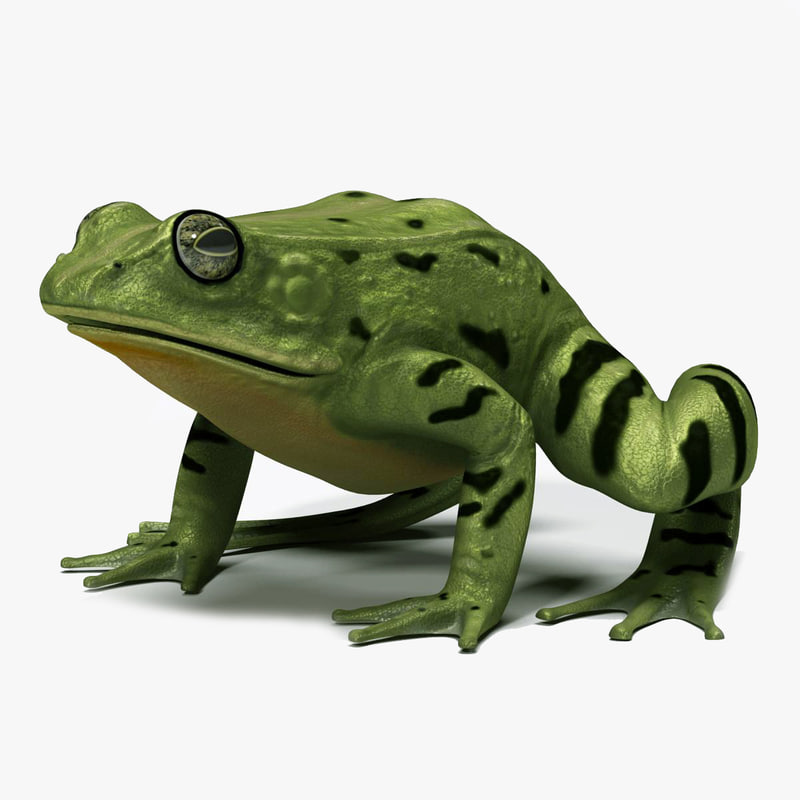 frog evolution max