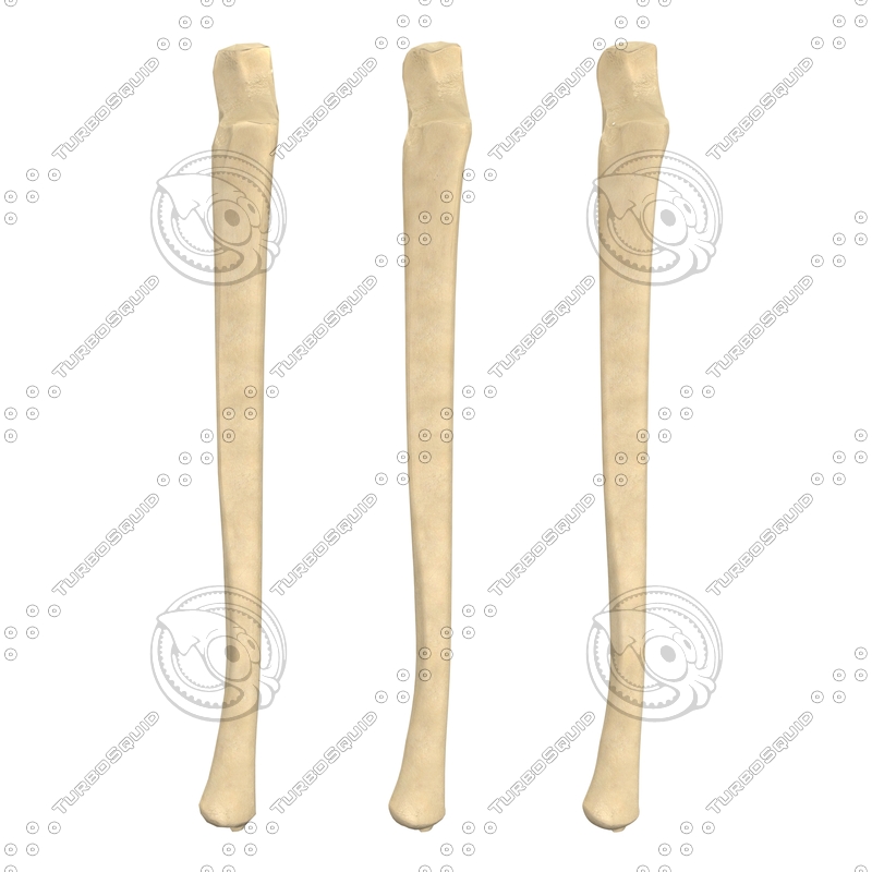 ulna bone 3d max