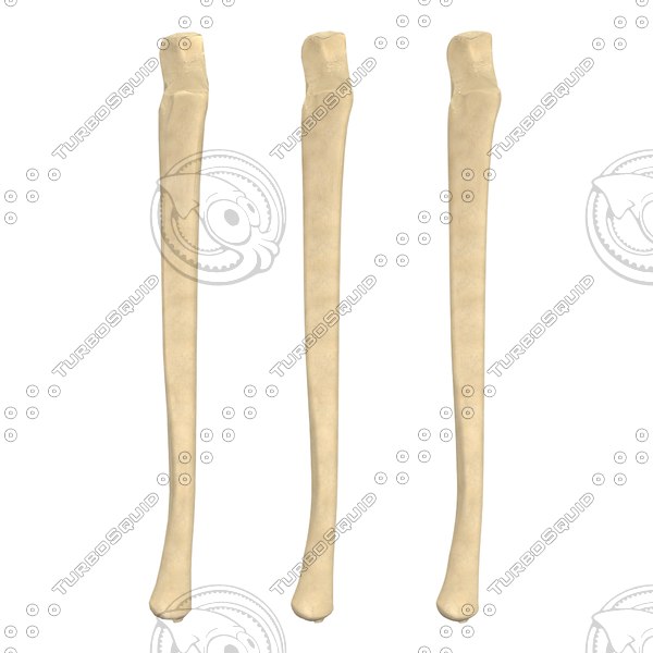 ulna bone 3d max