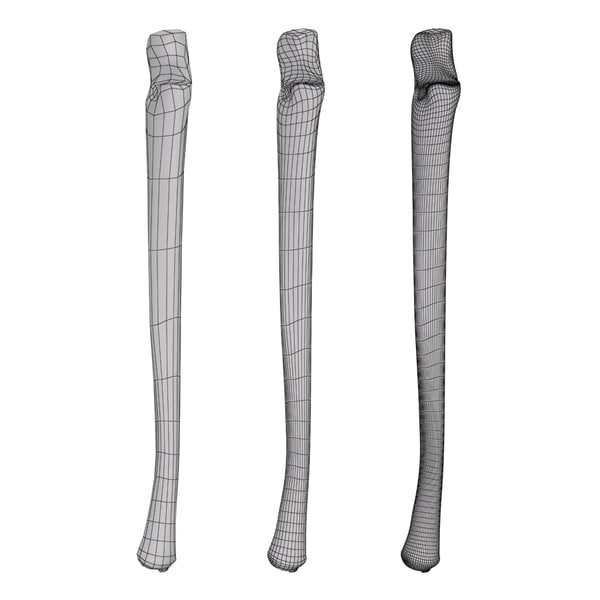 ulna bone 3d max