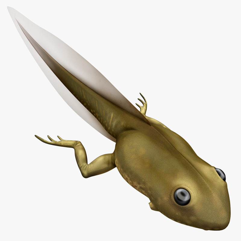 frog tadpole 2 3d model
