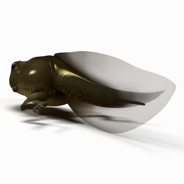 frog tadpole 2 3d model
