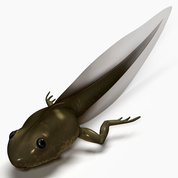 frog tadpole 2 3d model