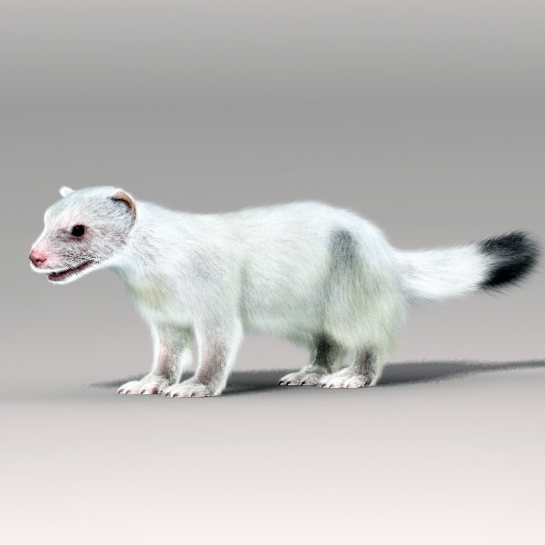 white ermine 3d max
