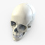 human skull max